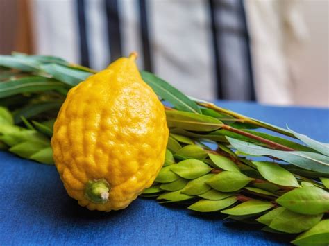 Etrog Fruit Information What Is An Etrog And Care Of Citron Gardening Know How