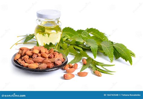Azadirachta Indica Commonly Known As Neem Nimtree Or Indian Lilac