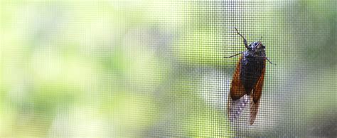 Benefits Of Fiberglass Screen Mesh Windows And Door Screens