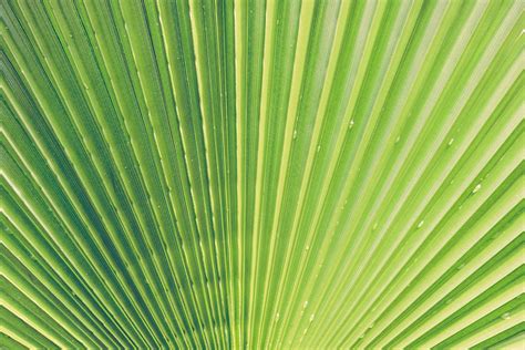 11 Palm Leaves Textures ~ Textures World