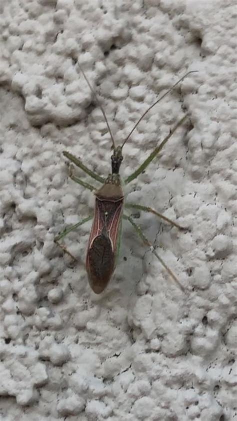 [austin Texas] Leaf Footed Bug Assassin Bug I Dont Recognize The Color Variation R