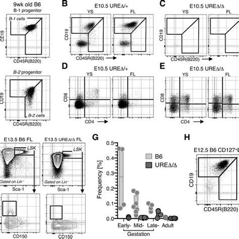 The Emergence Of B 1 B Cell Progenitors Is Delayed In UreΔΔ Embryos