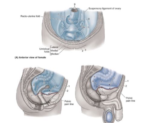 Clinical Anatomy Quiz 5 Exam 4 Flashcards Quizlet