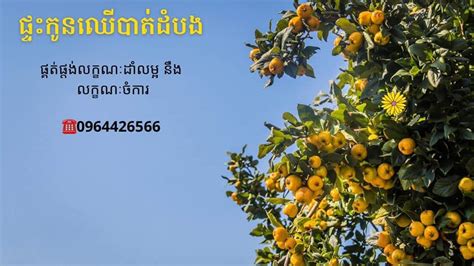 ចង់ចិញ្ចឹមបង្កងបានផល ហាមចិញ្ចឹមក្នុងកេះស្នោ 📲0977774415តេលេក្រាម 📲0962712714តេលេក្រាម By