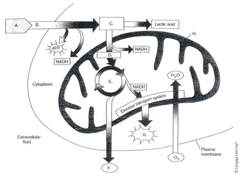 Chapter 4 Quiz Part 1 Diagram Quizlet