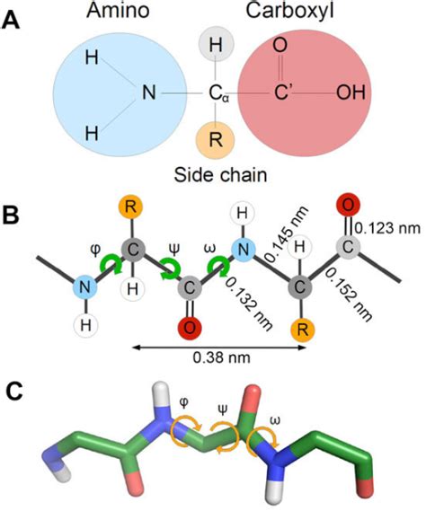 Carboxyl Group And Amino Group
