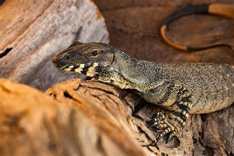 Log File Monitor Script Beginners Guide To Shell Scripting