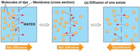 Diffusion Osmosis Flashcards Quizlet