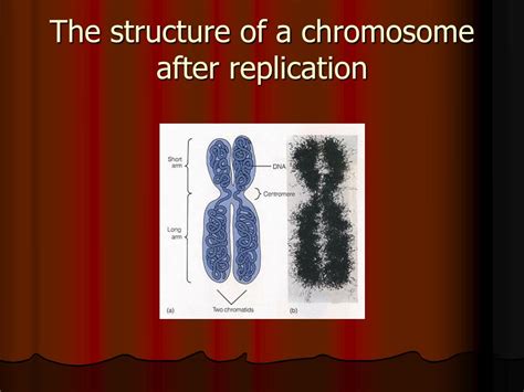 Ppt Mitosis Vs Meiosis Powerpoint Presentation Free Download Id 5542468