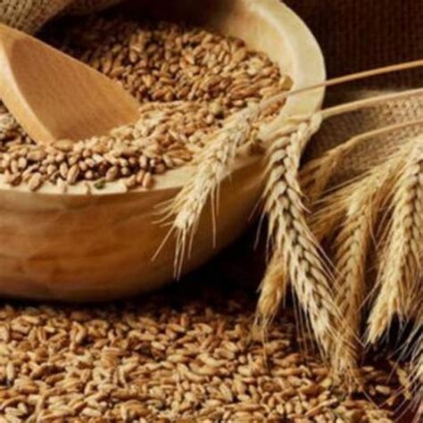 Wheat Dataset Kaggle