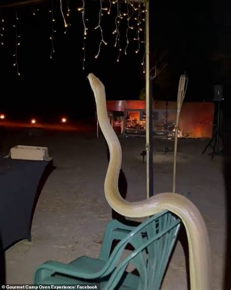 Kununurra Nt Five Metre Olive Python Slithers Into Gourmet Camp Oven Dining Experience Daily
