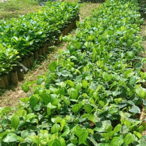 Thashila Subhasinghe Sabaragamuwa University Of Sri Lanka Ratnapura Susl Department Of