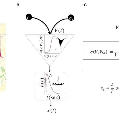 Neural Mass Model By Jansen And Rit 1995 This Nmm Has Three