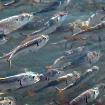 November Menhaden Migrations • Chesapeake Bay Foundation