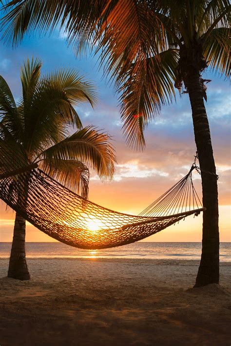 Hängematte Zwischen Palmen Am Strand Bild Kaufen 11198931 Living4media