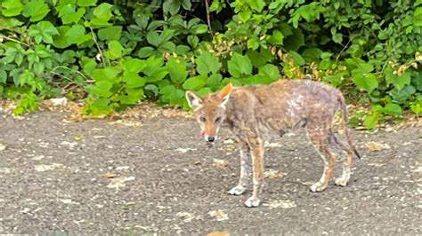 Fundraiser By Tanya Clinite Bartletts Mangy Coyote