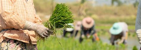 Traditional Method Of Rice Plantingrice Farmers Divide Young Rice