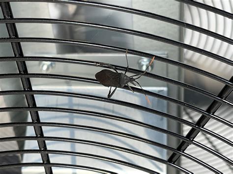Assassin Bug Stink Bug Rbugidentification