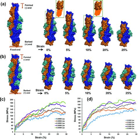 Images Showing The Deformation Profile And Compressive Strength Of
