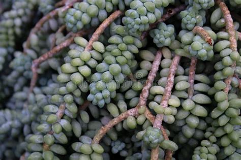 Up Close Of Trailing Doney Tail Succulent Stock Image Image Of