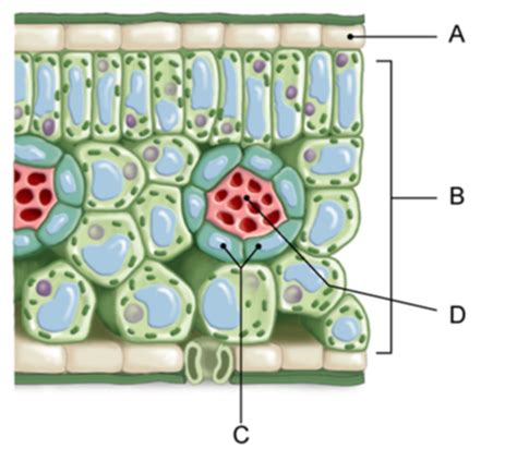Biology Chapter 6 7 Quizzes Flashcards Quizlet