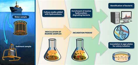 Isolation Of Marine Hydrocarbon Degrading Bacteria Samples From