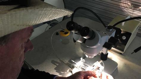 Taking The Sting Out Of A Bees Sex Life Abc News