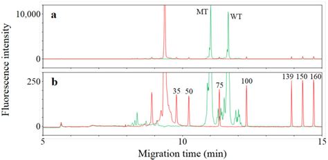 Fig S 3 Fam And Rox Electropherograms Derived From The Raw