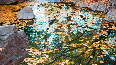 Fall Water Autumn Leaves Red Fallen Falling Surface Powerpoint Background For Free Download