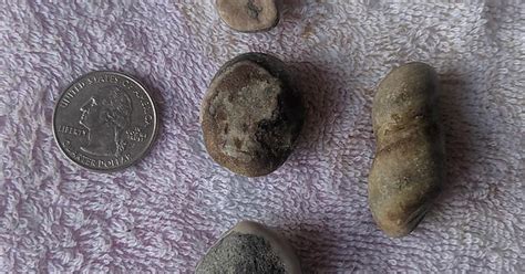 Fossils Album On Imgur