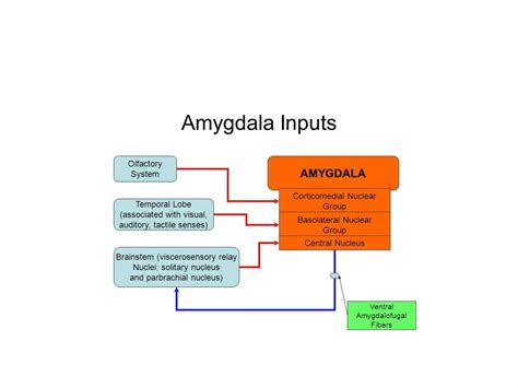 Limbic And Paralimbic System Ppt