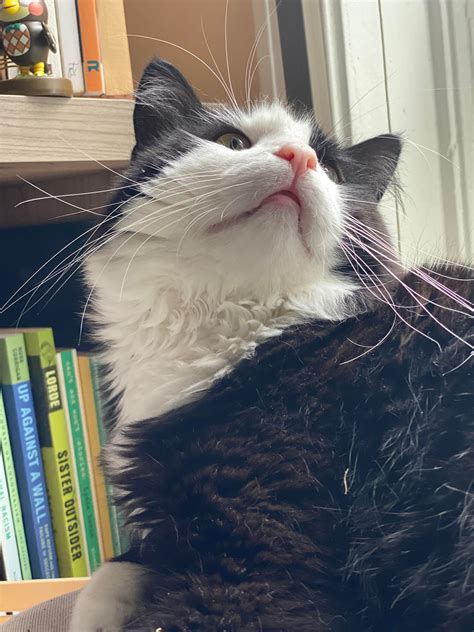 When The Catnip Hits R Aww