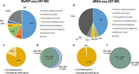 full article identification and comparison of m6a modifications in