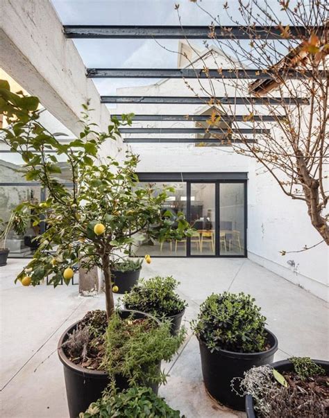 Cómo Tener árboles En Maceta Bien Cuidados Para La Terraza O El