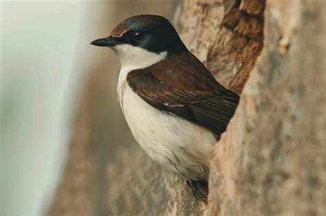 Premium Photo Swiftlet Nesting In Cave Bird Watching