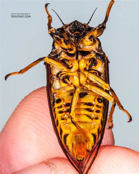 Cicadidae Cicada True Bug Adult Pictures