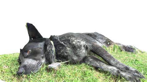 Kelpy 3d Models Sketchfab