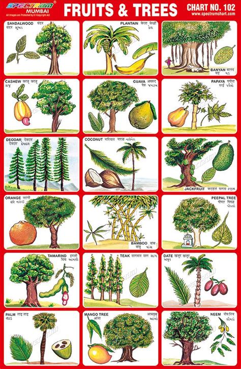 Fruit Tree Identification Guide