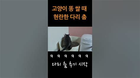고양이가 똥쌀 때 힘 주면서 다리 춤 추는 영상 러시안블루 코렛 고양이 집사 Youtube