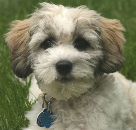 Cockapoo Greatdogsite