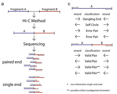 Analysis Of Hi C And Capture C Data Using HiC Pro HemTools Latest Documentation
