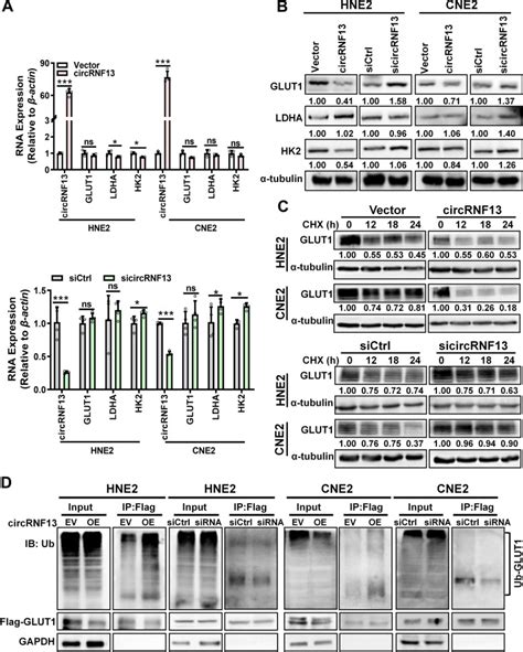Circular Rna Circrnf13 Inhibits Proliferation And Metastasis Of