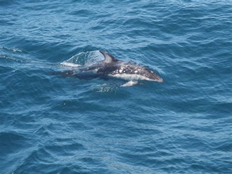 How Pacific White Sided Dolphins Navigate Through Echolocation