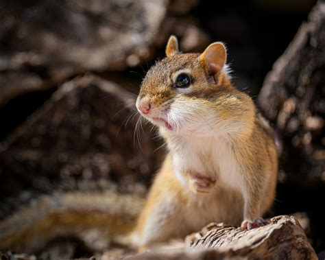 Cute Chipmunk Cheeks