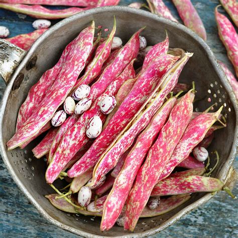 Bean Seeds Borlotto Vegetable Seeds In Packets And Bulk Eden Brothers