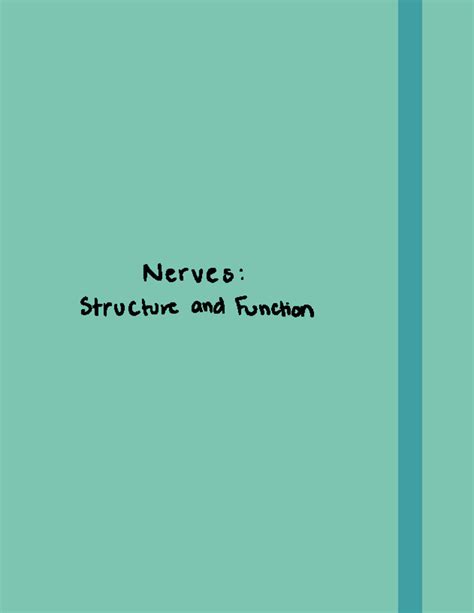 Nerves Structure And Function Nerves Structure And Function 1 What