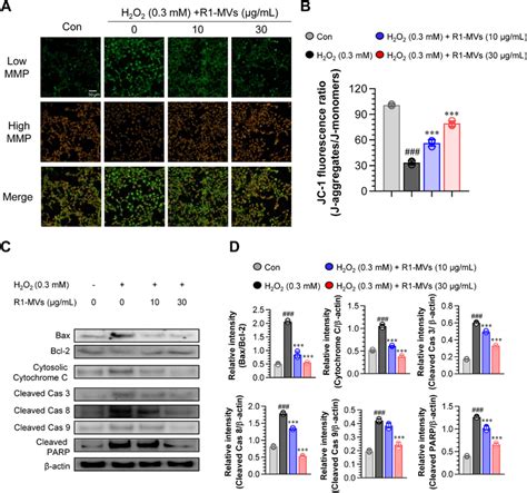 effect of r1 mvs on mmp and expression of apoptotic proteins in