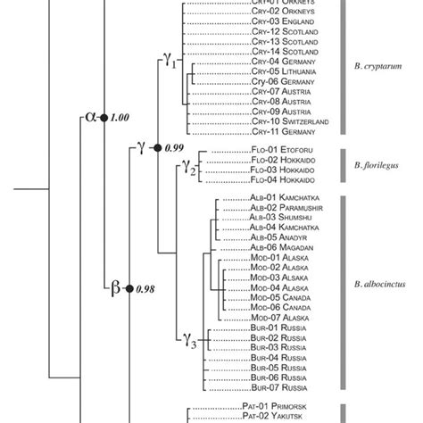 Tree Topology Calculated As Maximum Likelihood Tree Using Bayesian Mcmc Download Scientific