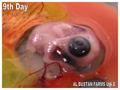 Development Of Quail Embryo Ppt