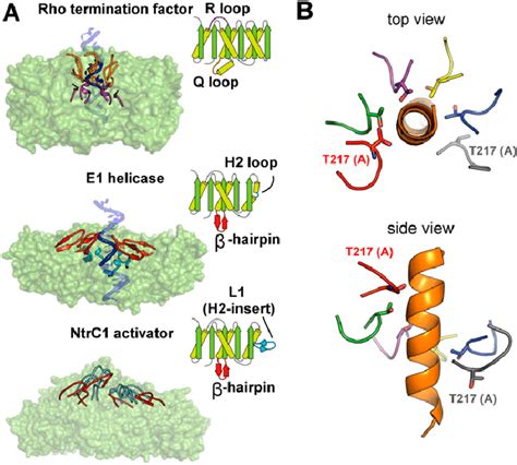 structural similarity in the arrangement of functional loops in diverse